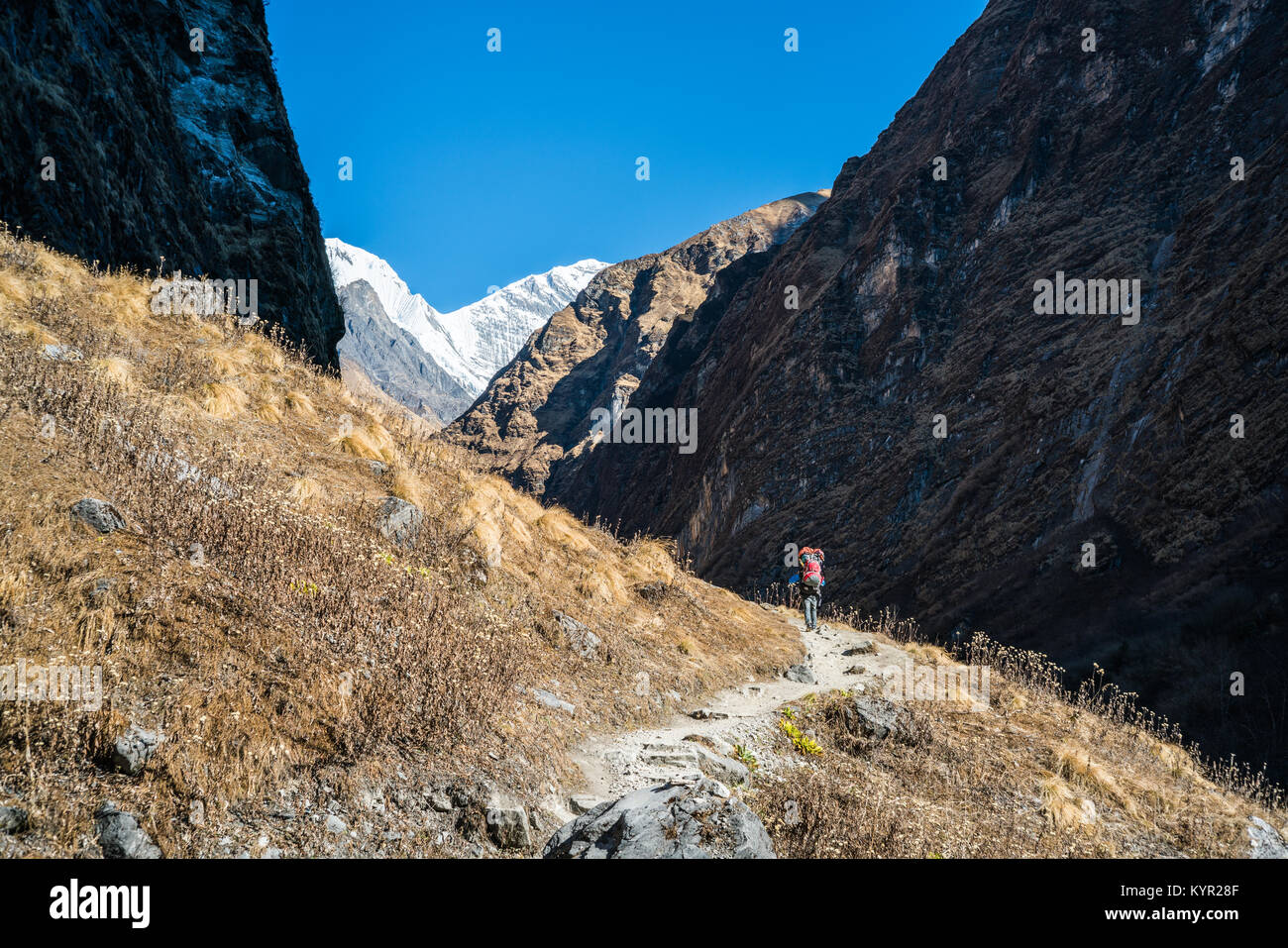 tourists on the ABC trek, Annapurna Base Camp in Nepal, Asia Stock ...