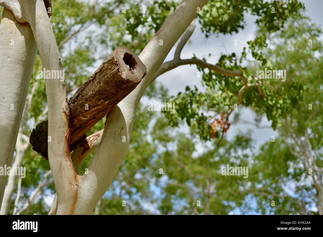 Nesting log attached to gum trees at James Cook University, Townsville ...