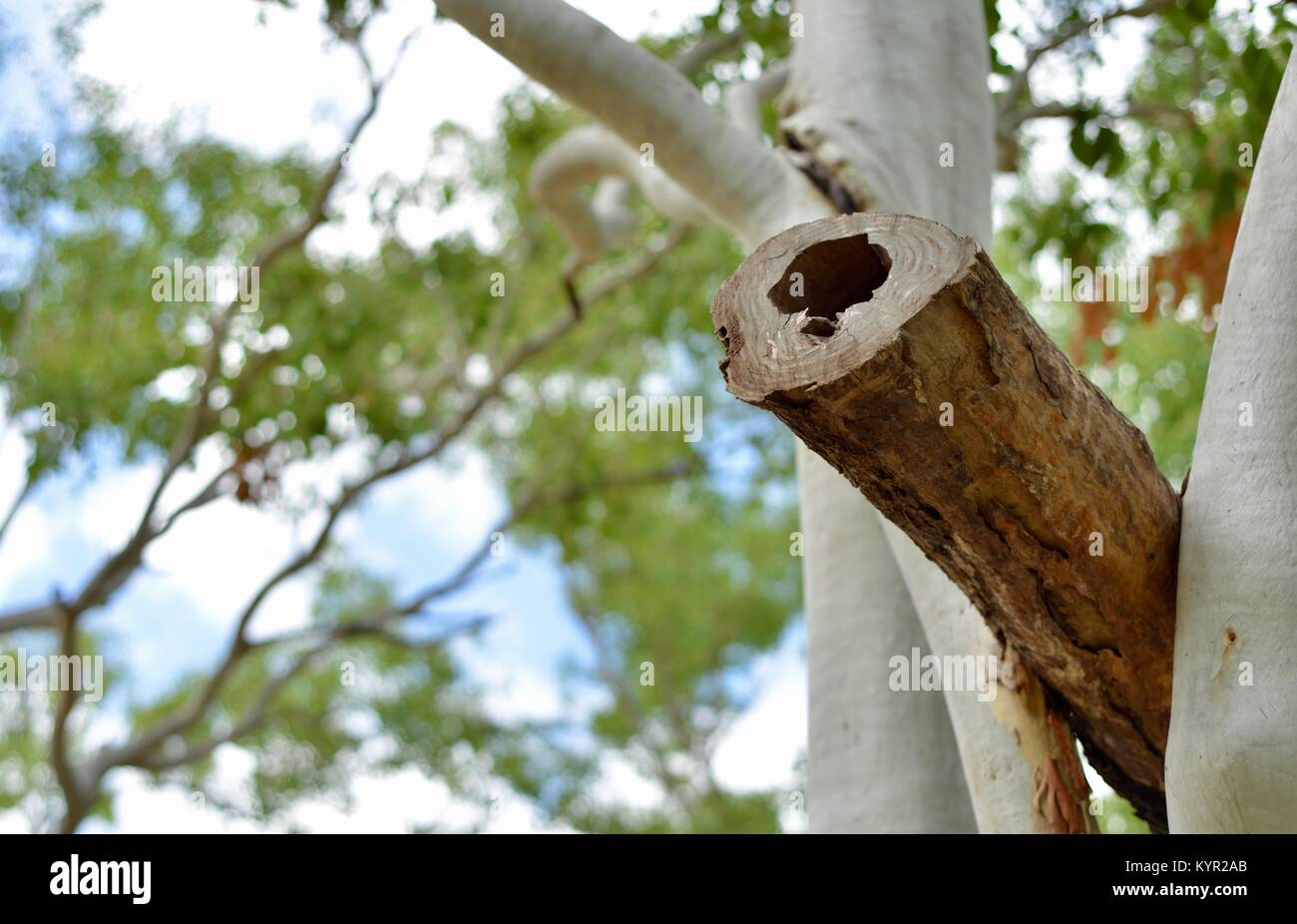 Nesting log attached to gum trees at James Cook University, Townsville ...