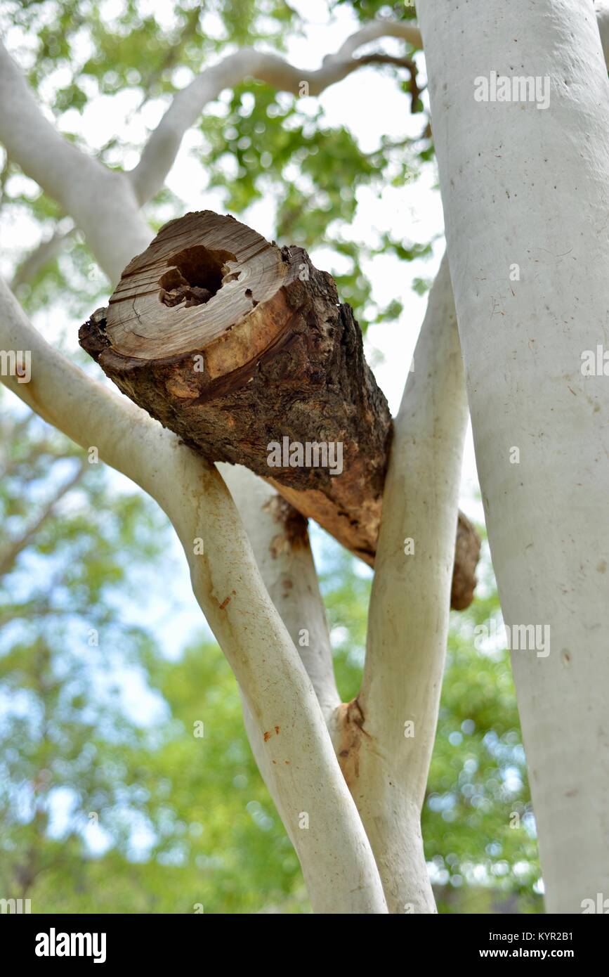 Eucalyptus gum tree hollow hi-res stock photography and images - Alamy