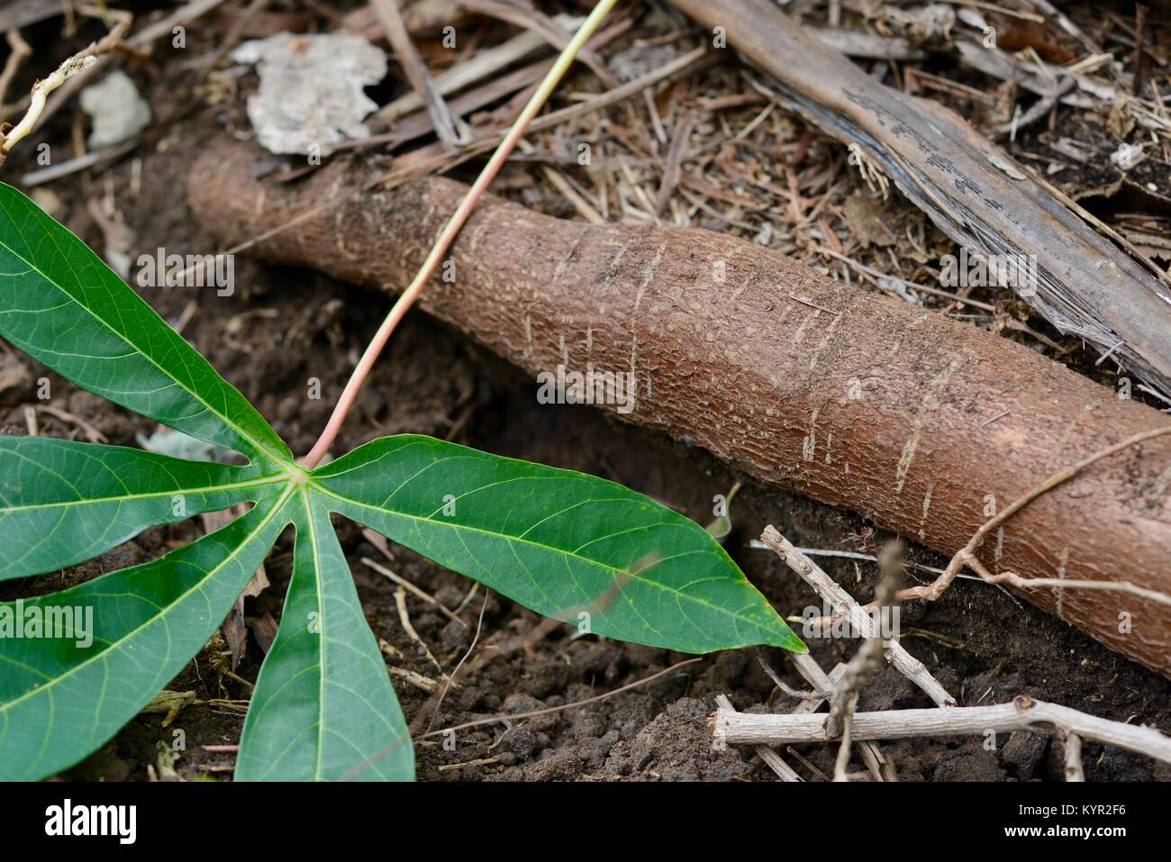 Cassava Roots High Resolution Stock Photography and Images - Alamy