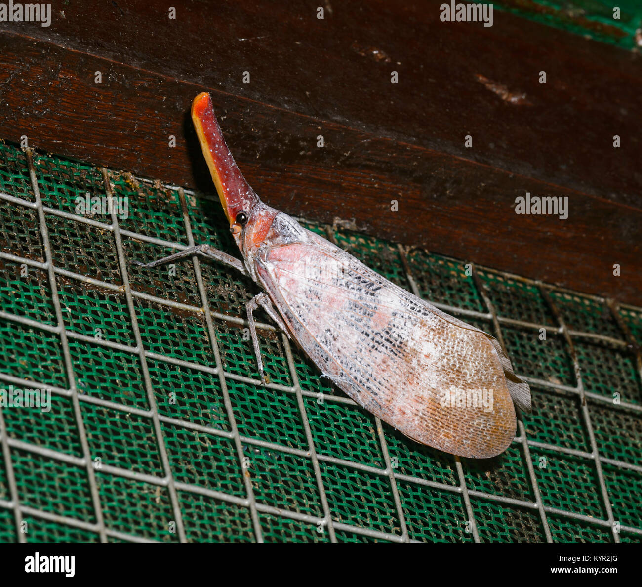Close-up of a Lantern Bug (Pyrops sultana), Tabin, Borneo, Sabah ...
