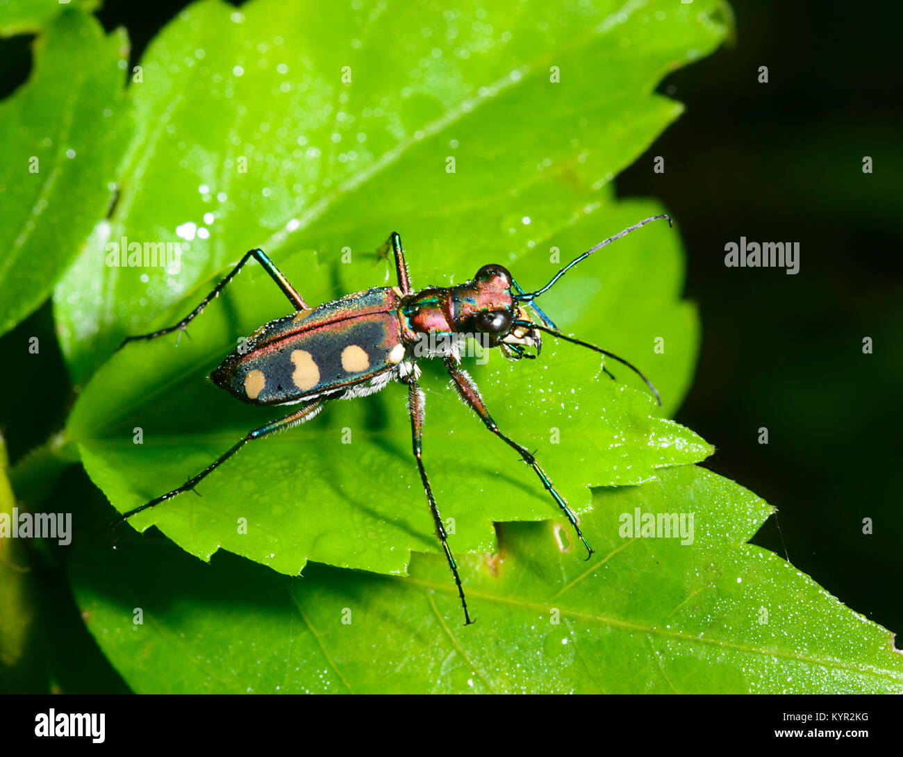 Assassin bug malaysian hi-res stock photography and images - Alamy