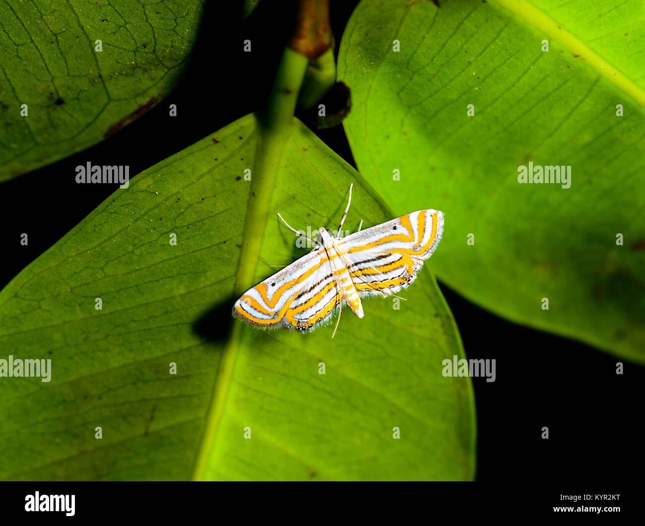 Asian Moths High Resolution Stock Photography and Images - Alamy