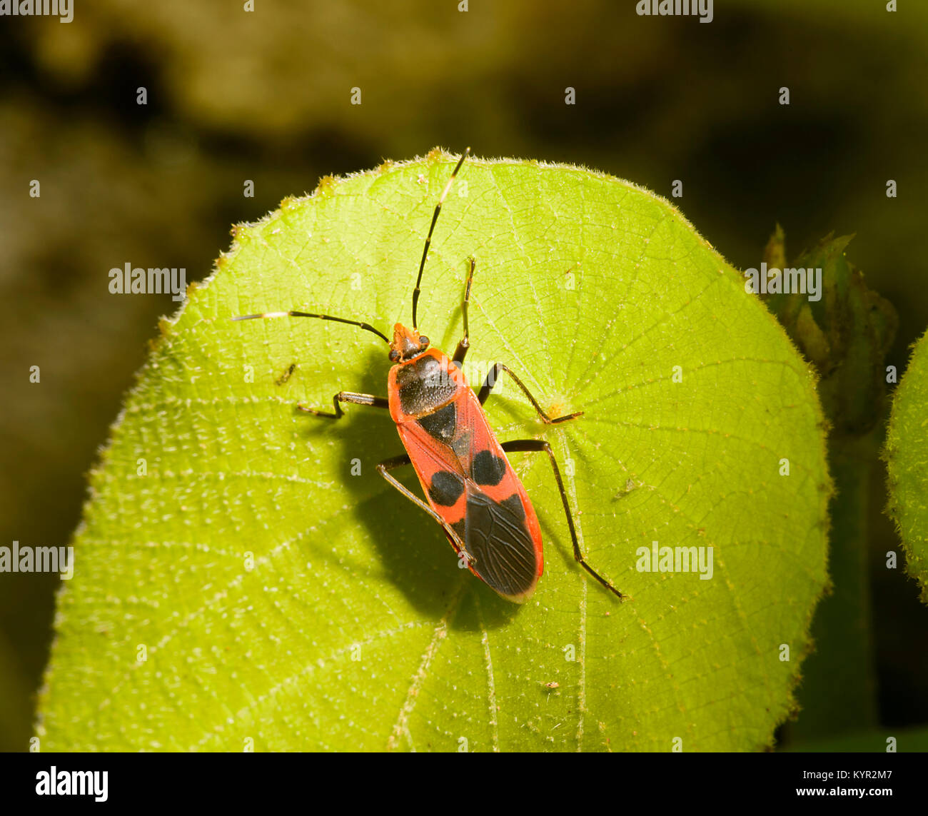 Close-up of a red Stink Bug resting on foliage, Tabin, Borneo, Sabah, Malaysia Stock Photo - Alamy