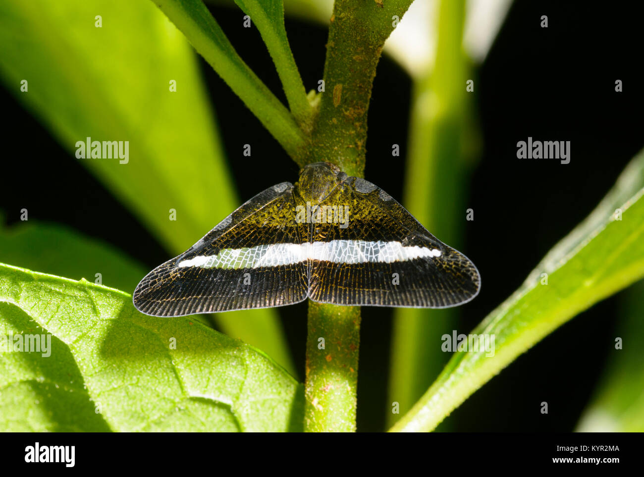 Asian Moths High Resolution Stock Photography and Images - Alamy