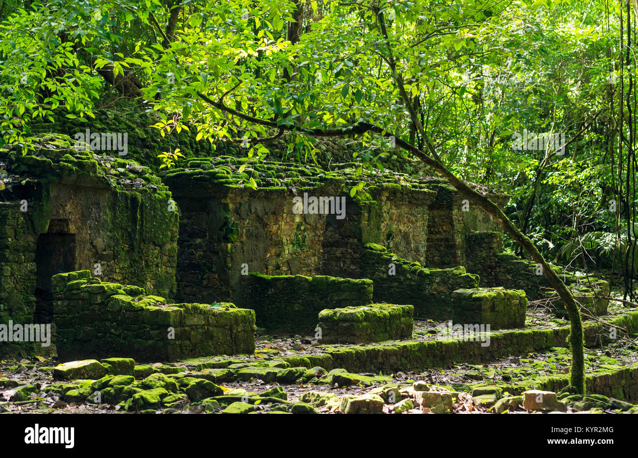 PALENQUE, MEXICO - NOVEMBER 29: Mayan ruins taken over by lush jungle ...