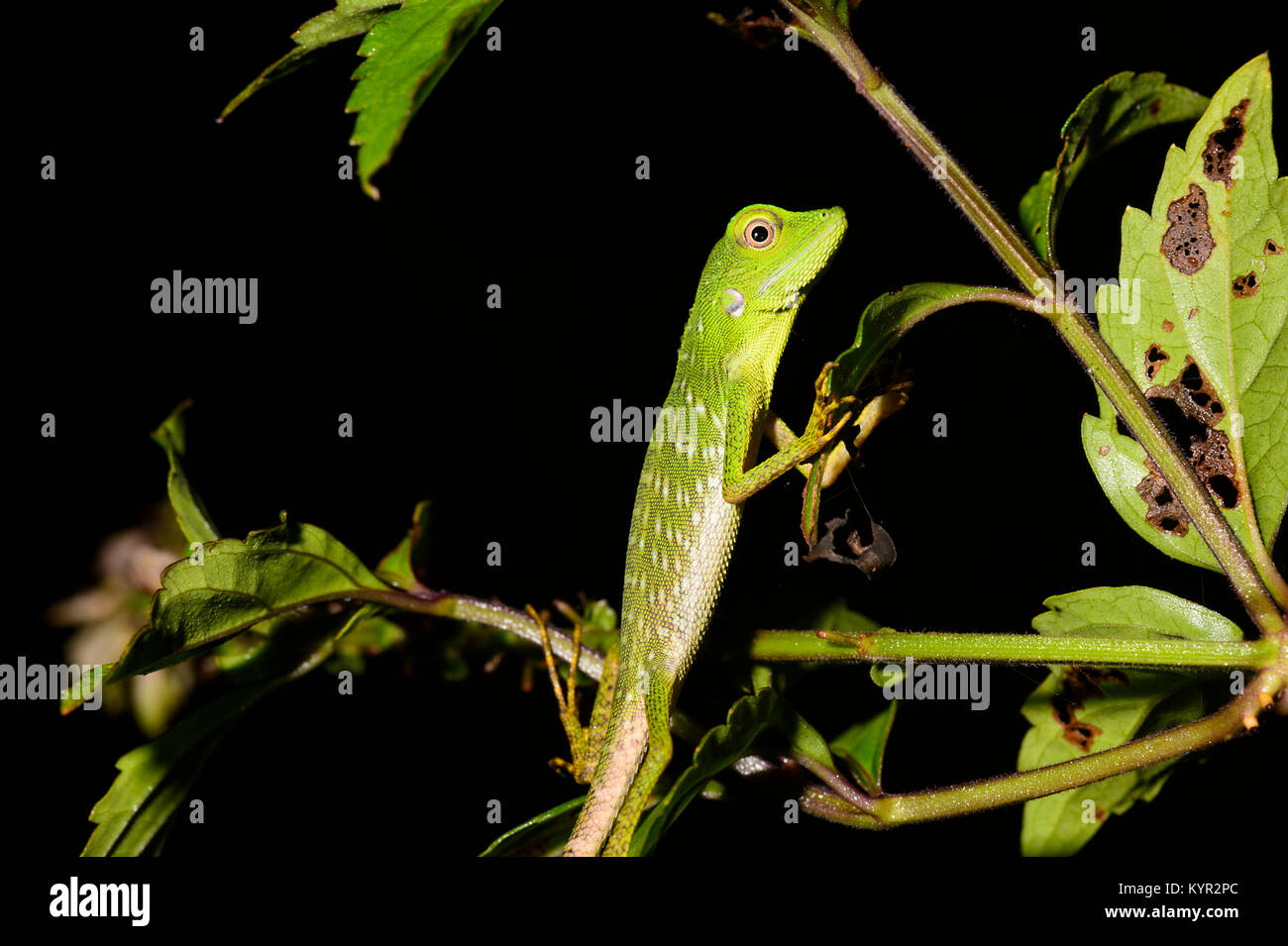 Reptiles of malaysia hi-res stock photography and images - Alamy