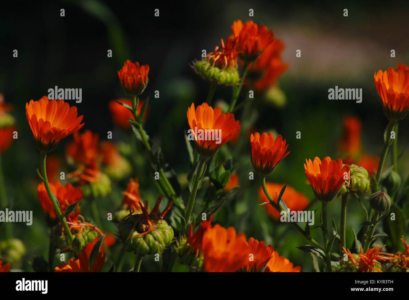 Orange flowers, possible wild poppies Stock Photo - Alamy