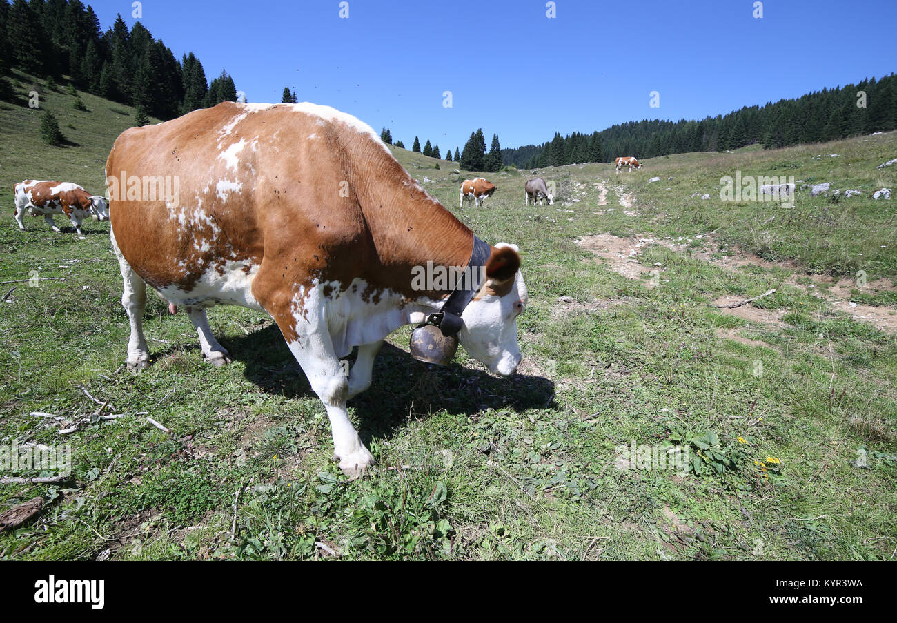 big brown cow grazing on green mountain meadow in summer photographed ...