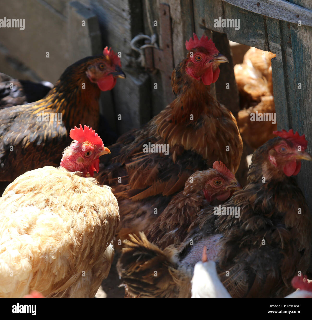 many hens with red crest on the head in the henhouse Stock Photo - Alamy