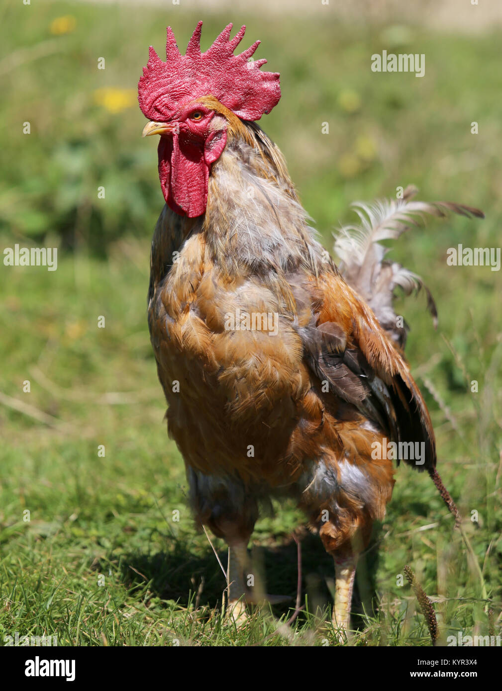 big and proud rooster with red crest outdoors in the chicken coop Stock ...