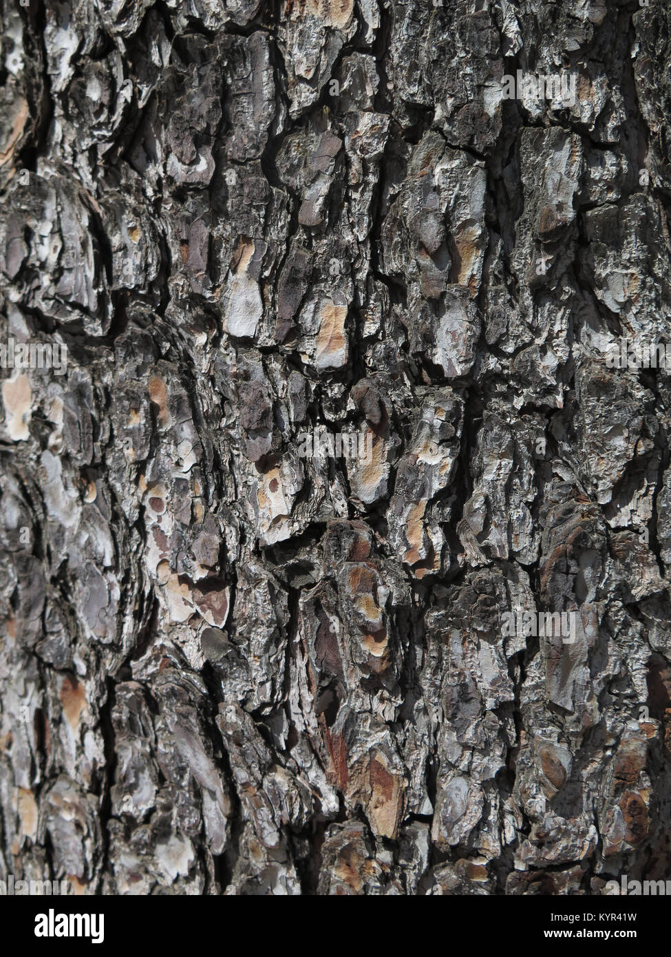 Tree plantation species hi-res stock photography and images - Alamy