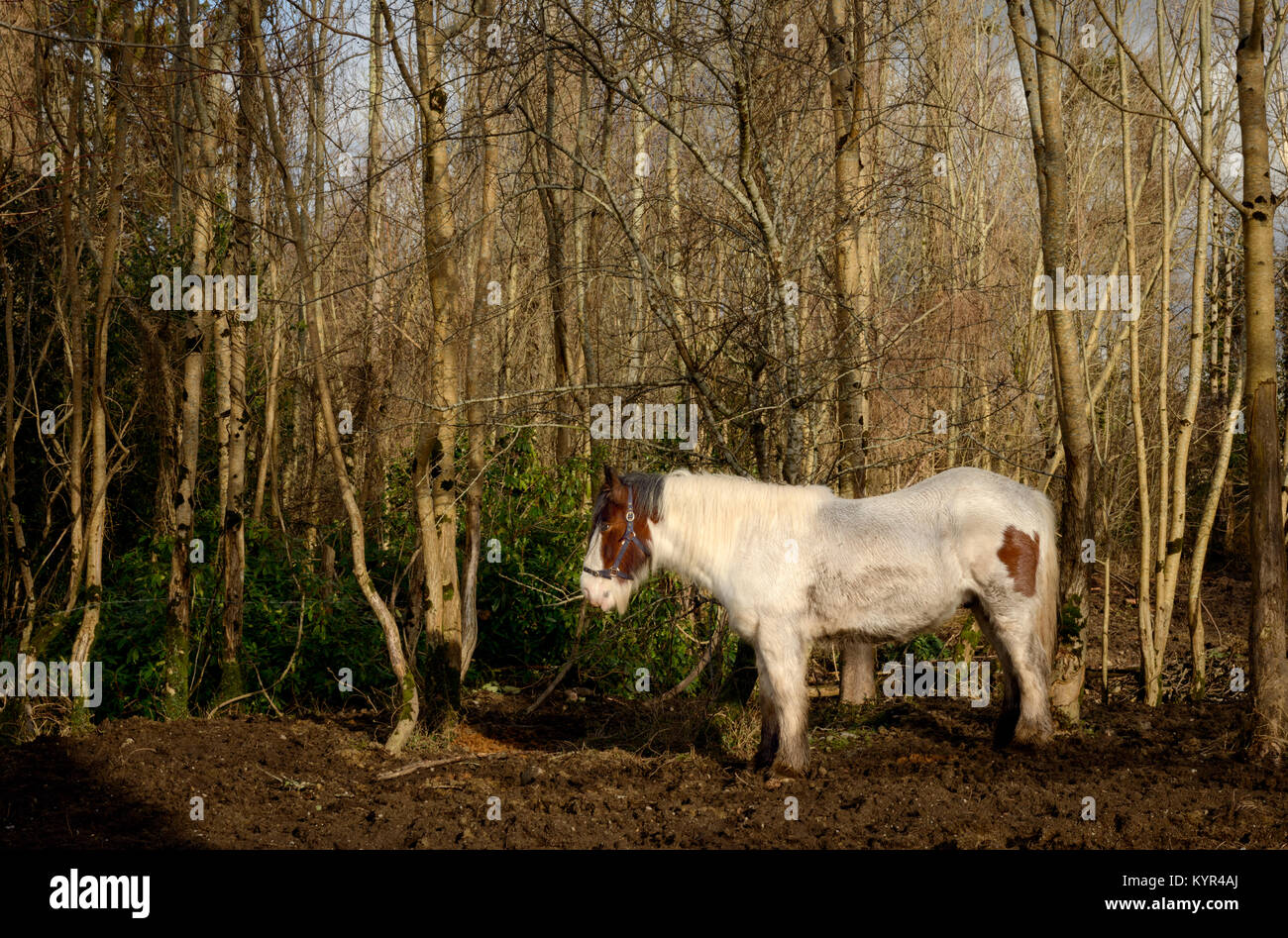 Irish cob horse hi-res stock photography and images - Alamy