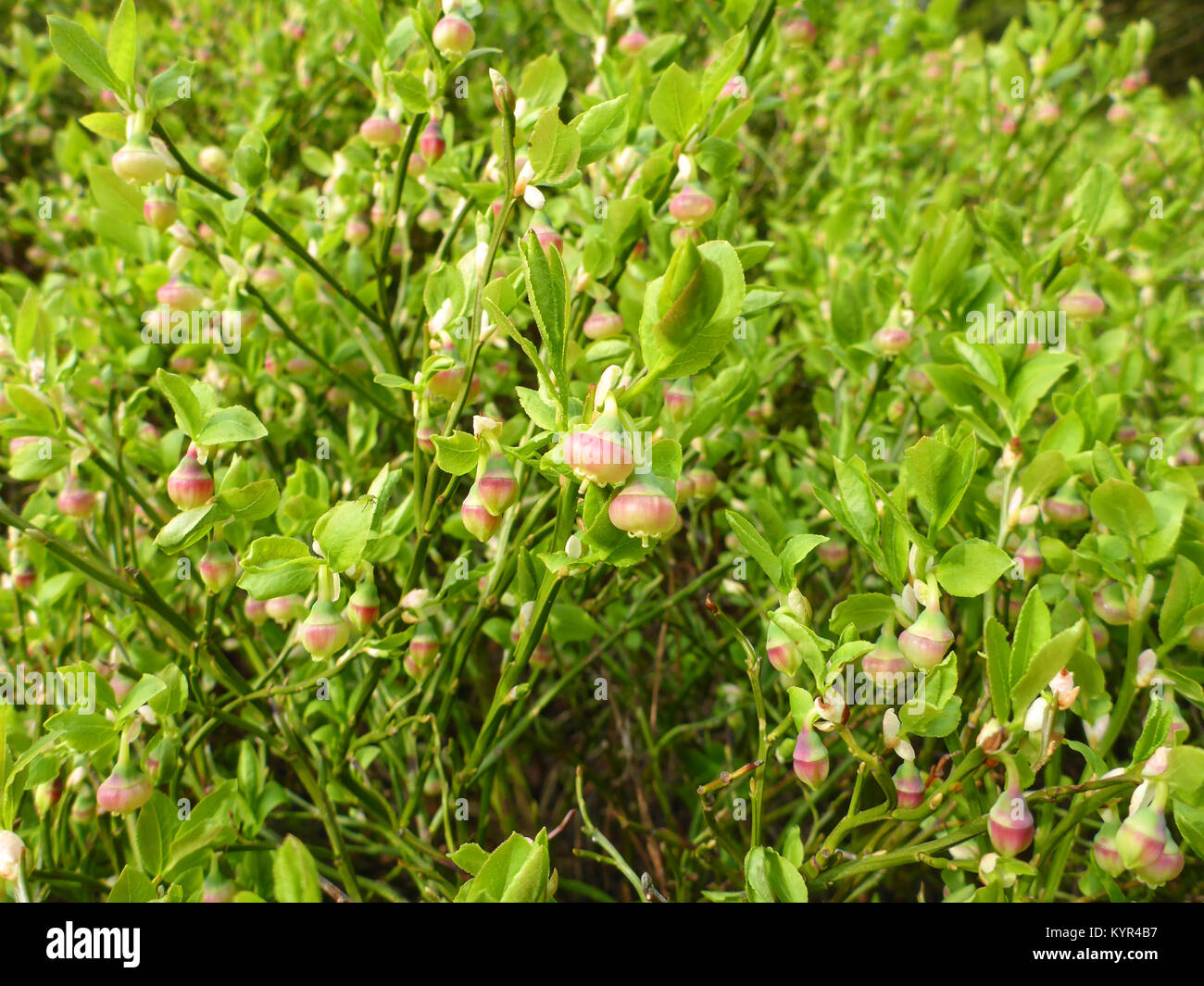 Huckleberry spring hi-res stock photography and images - Alamy
