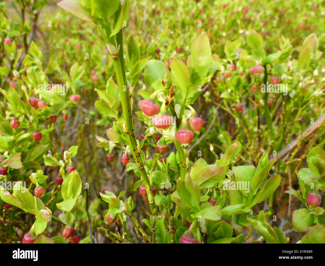 blueberry blooms in spring Stock Photo - Alamy