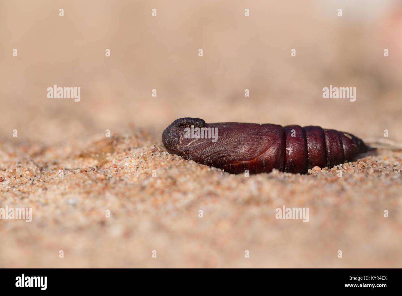 Pine hawk-moth pupa Stock Photo - Alamy
