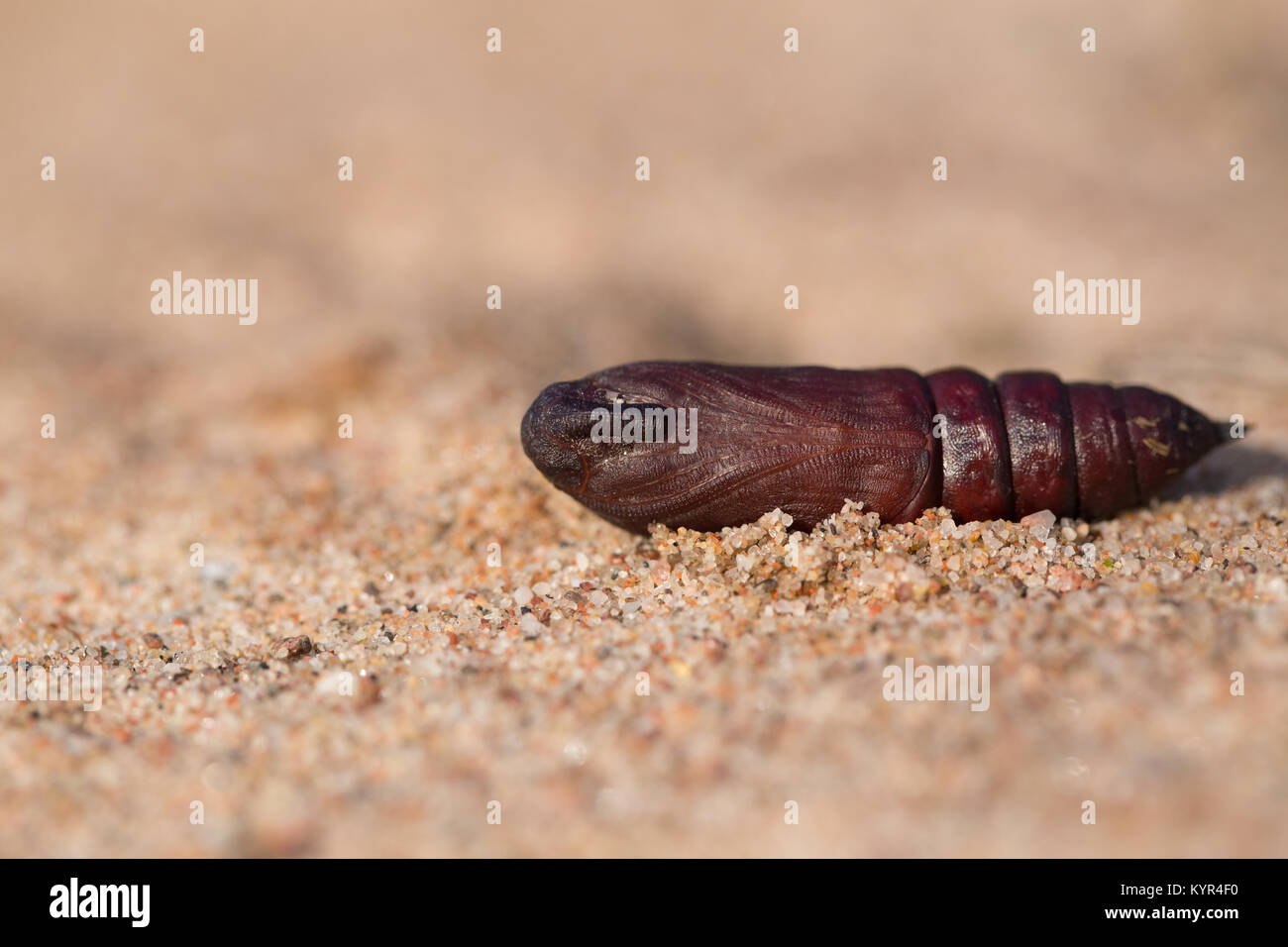 Pine hawk-moth pupa Stock Photo - Alamy