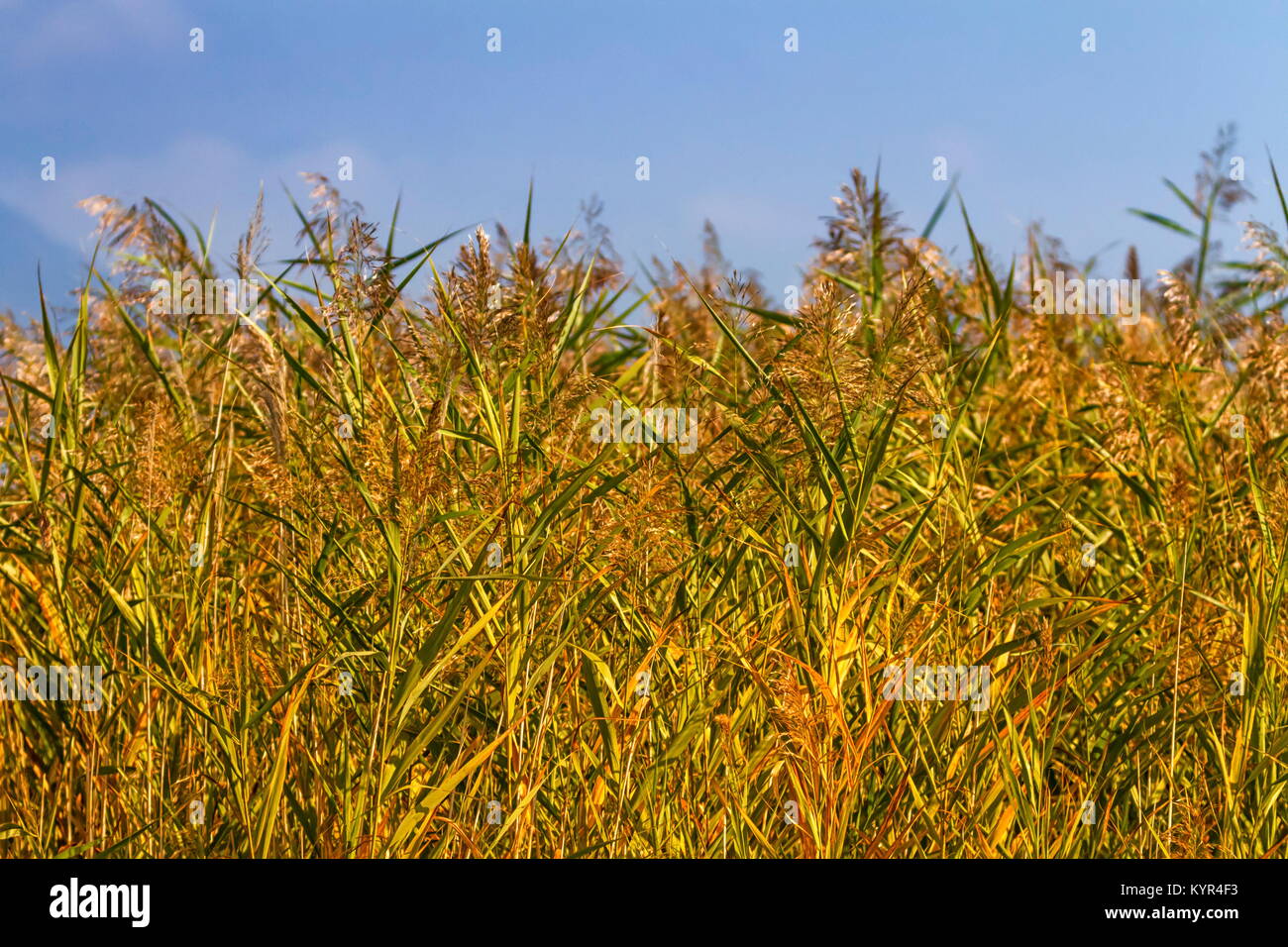 Reeds field background by beautiful blue day Stock Photo - Alamy