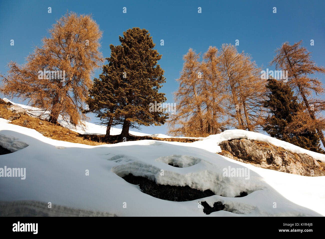 A view of beautiful pine trees and snow covered landscape in the alps ...