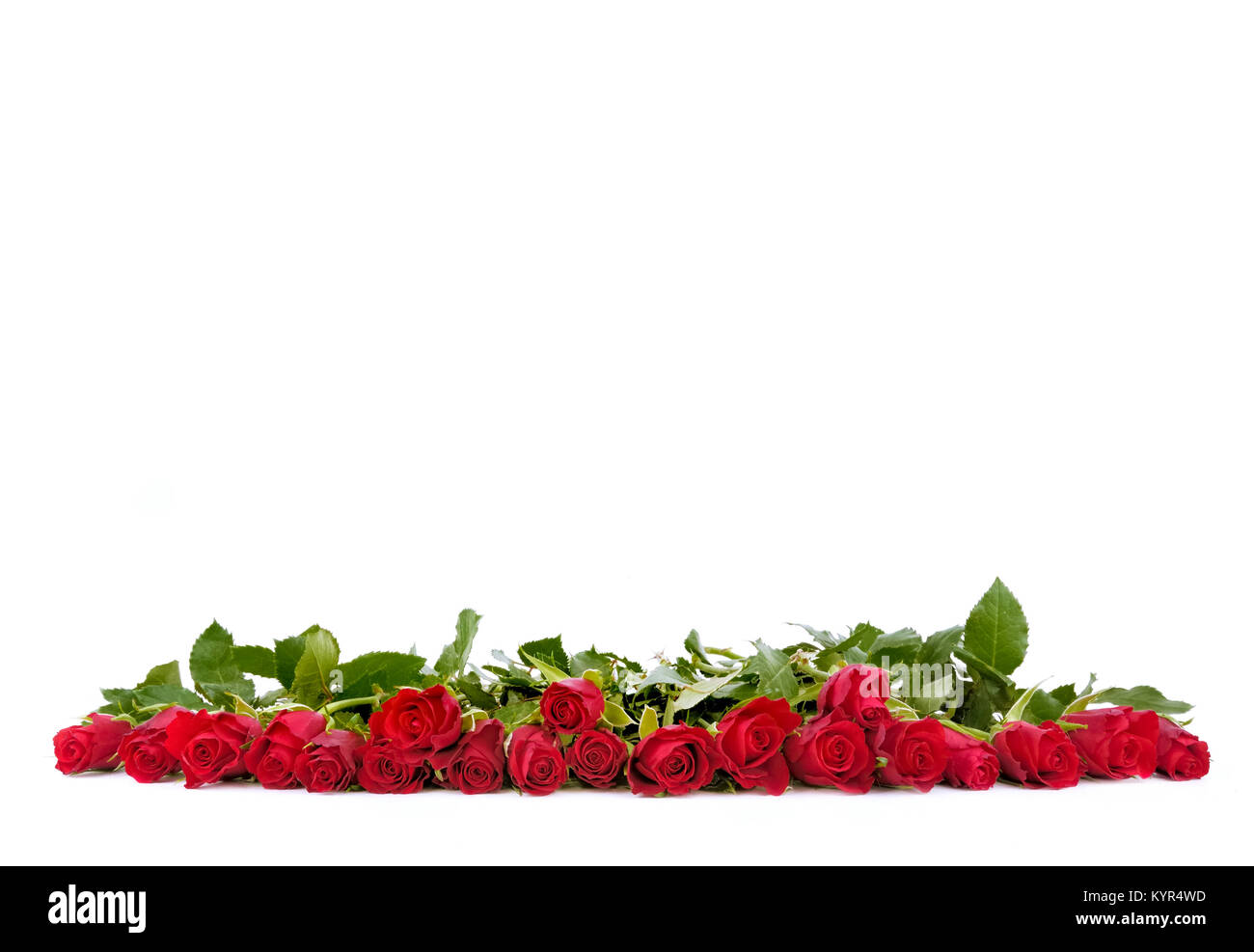 bouquet of red roses aligned isolated on white background Stock Photo ...