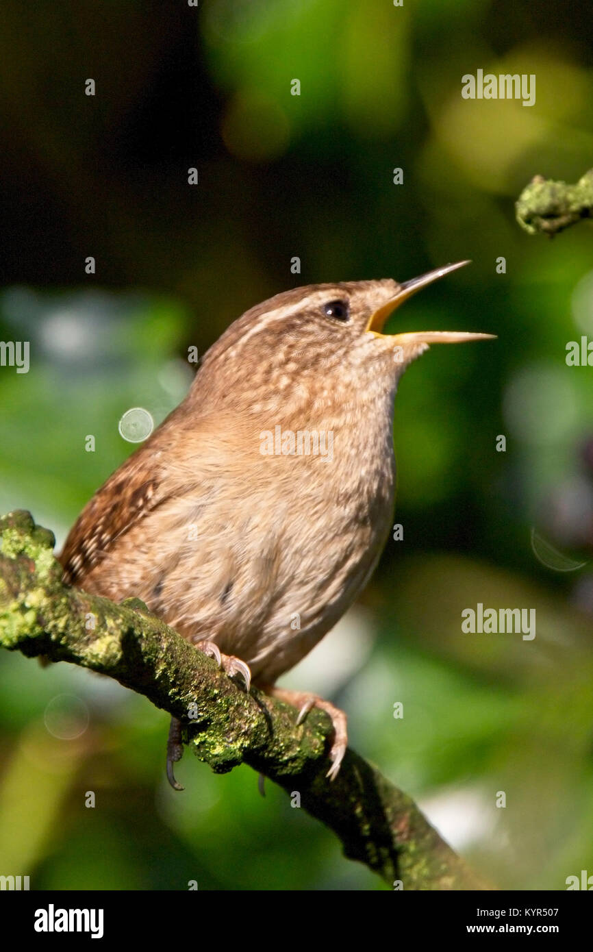 Winter Wren singing, Helston, Cornwall, England, UK Stock Photo - Alamy