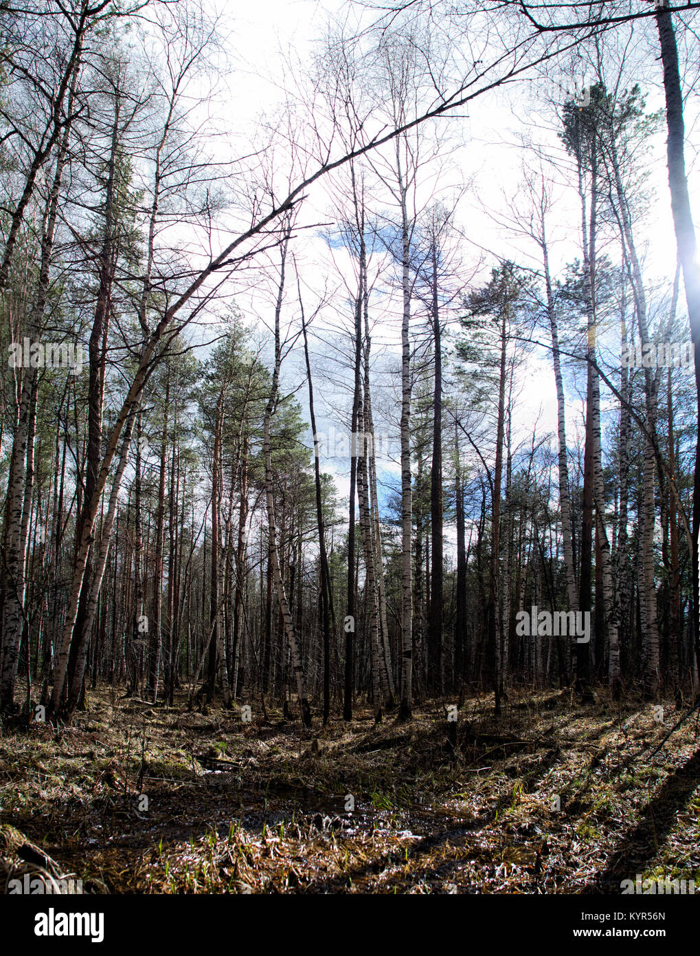 Natural landscape. Grass and trees in the forest. Untouched nature ...