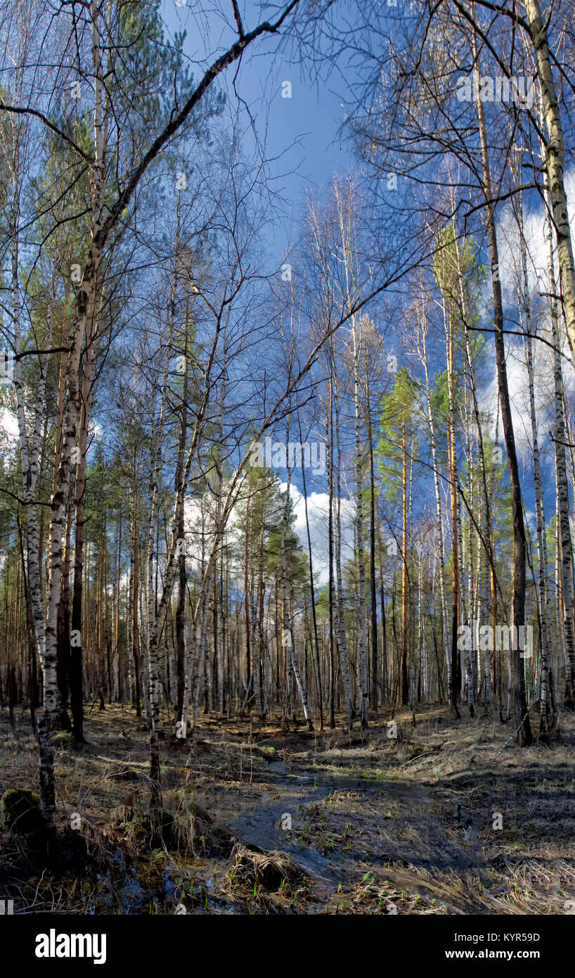 Natural landscape. Grass and trees in the forest. Untouched nature ...