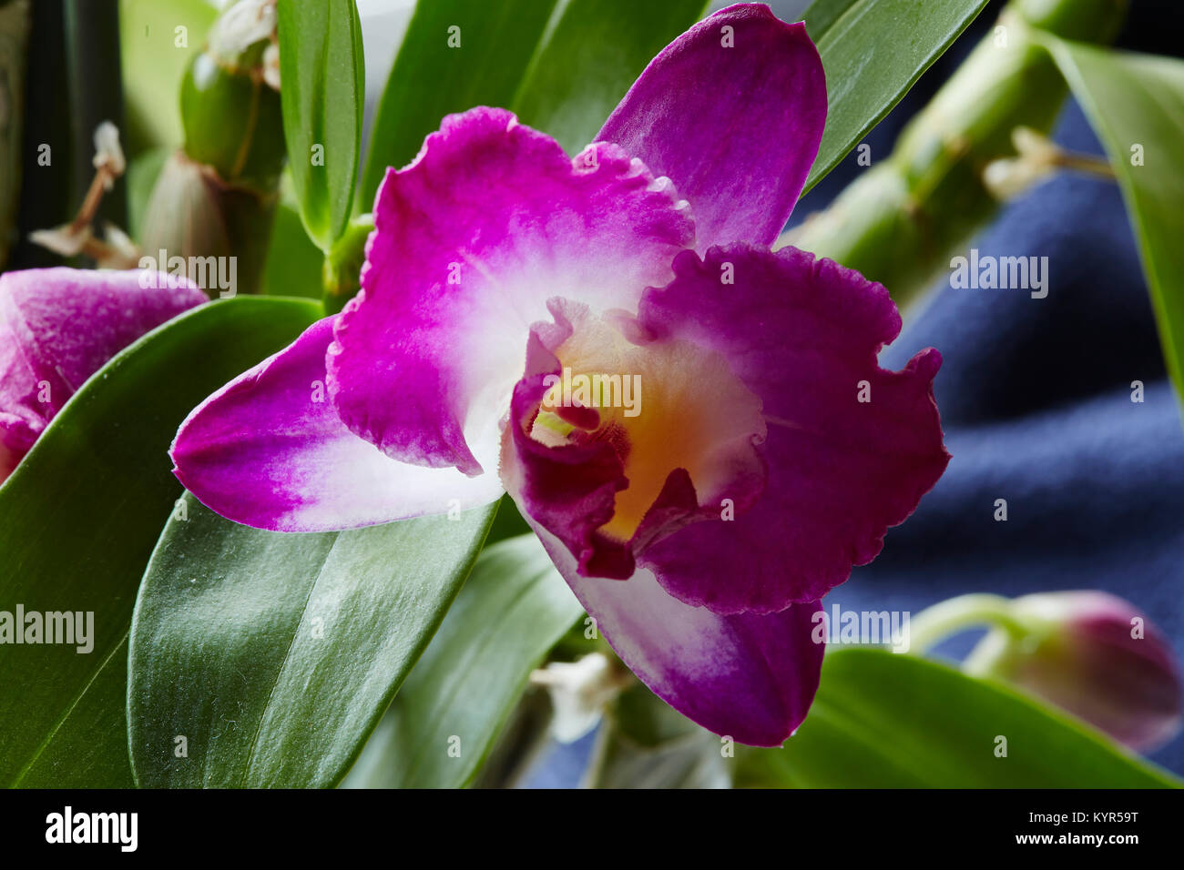 Closeup of a colorful Dendrobium flower on a houseplant with a light ...