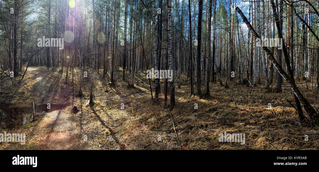 Natural landscape. Grass and trees in the forest. Untouched nature ...