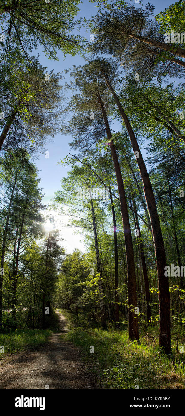 Natural landscape. Grass and trees in the forest. Untouched nature ...
