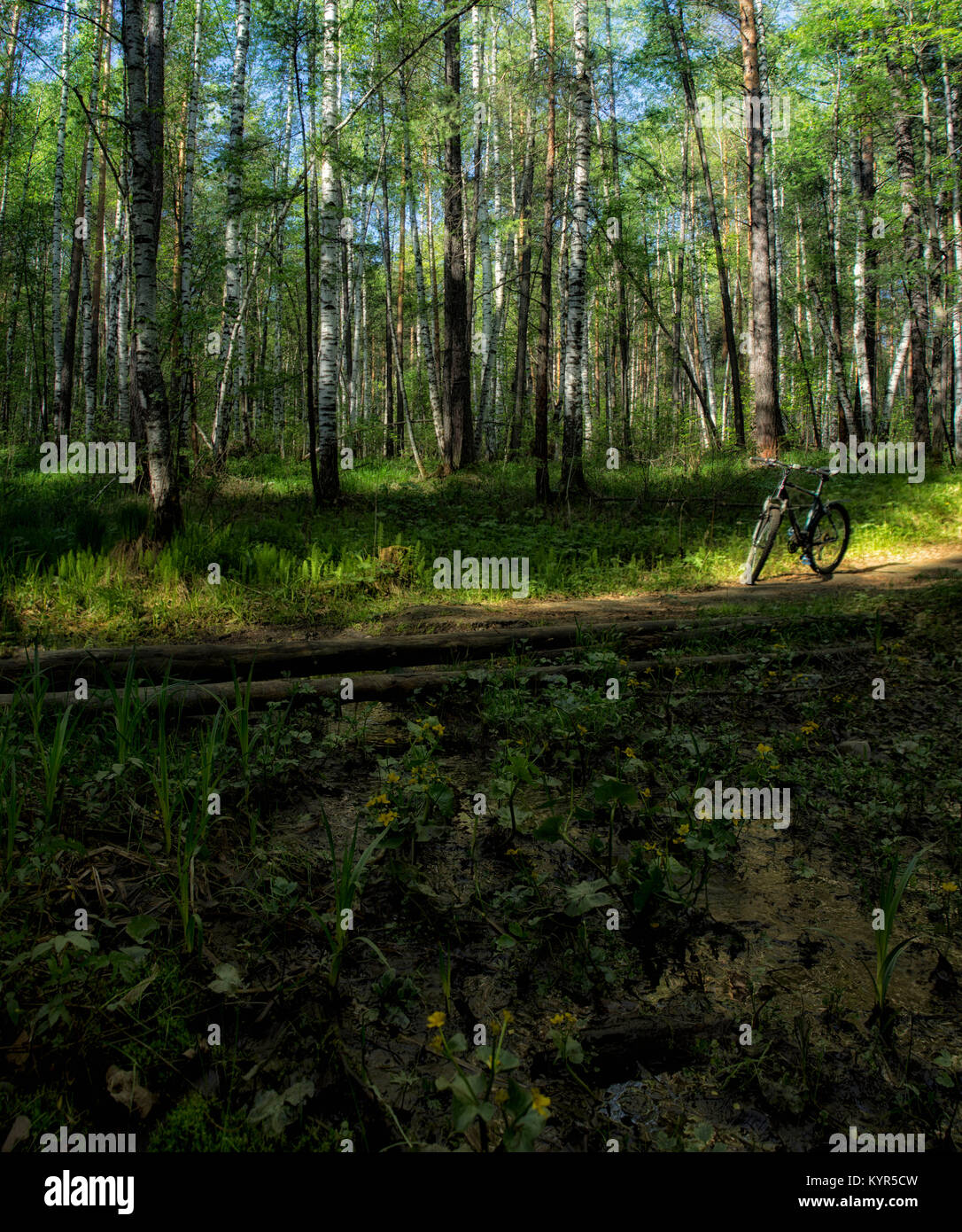 Natural landscape. Grass and trees in the forest. Untouched nature ...