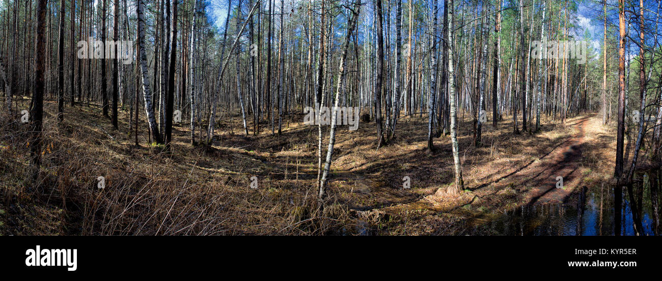 Natural landscape. Grass and trees in the forest. Untouched nature ...