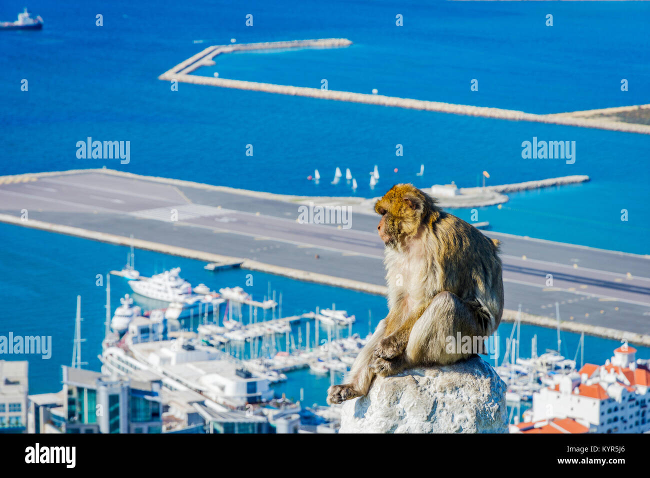 Monkey overlooking ocean hi-res stock photography and images - Alamy