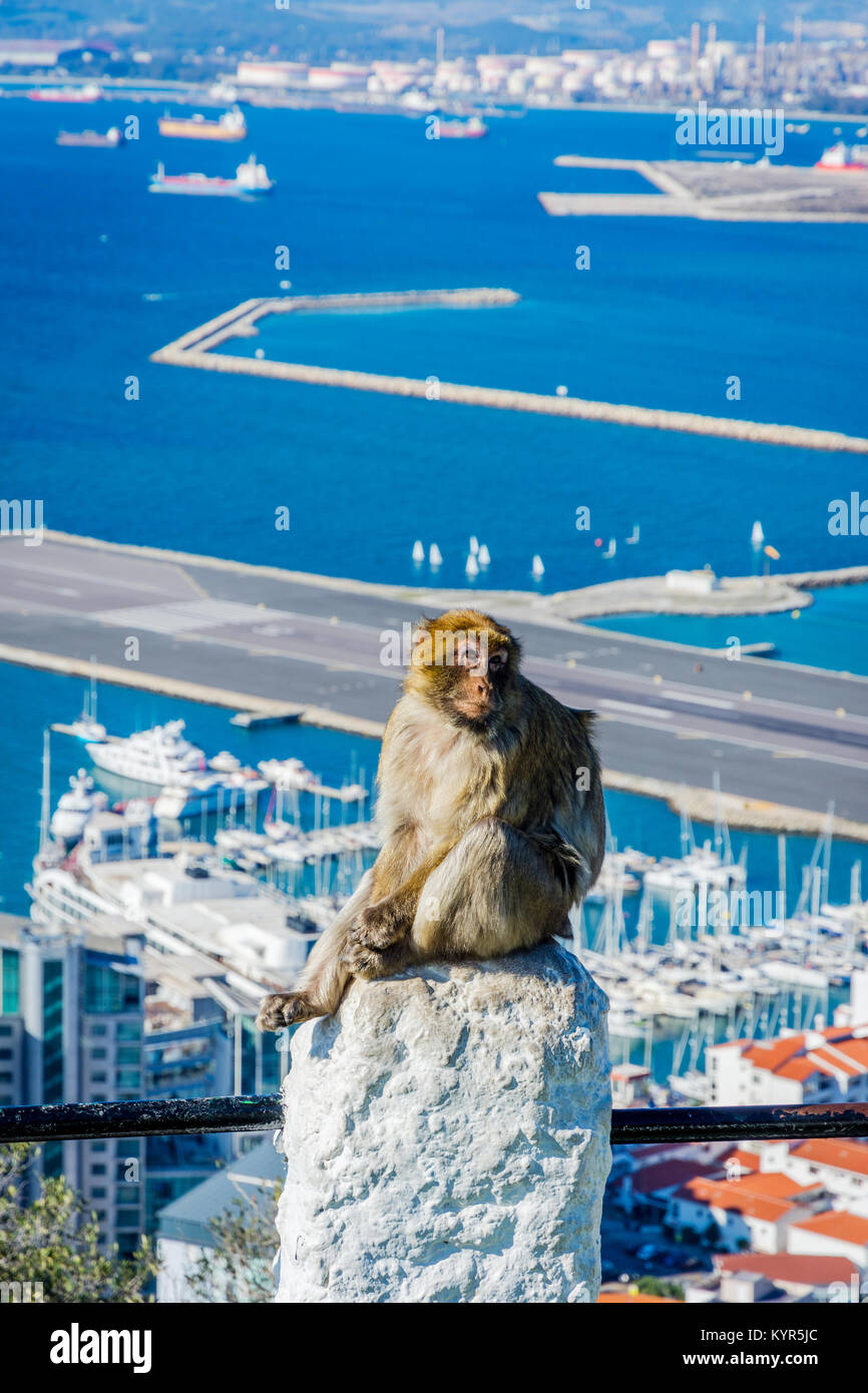 Monkey overlooking ocean hi-res stock photography and images - Alamy