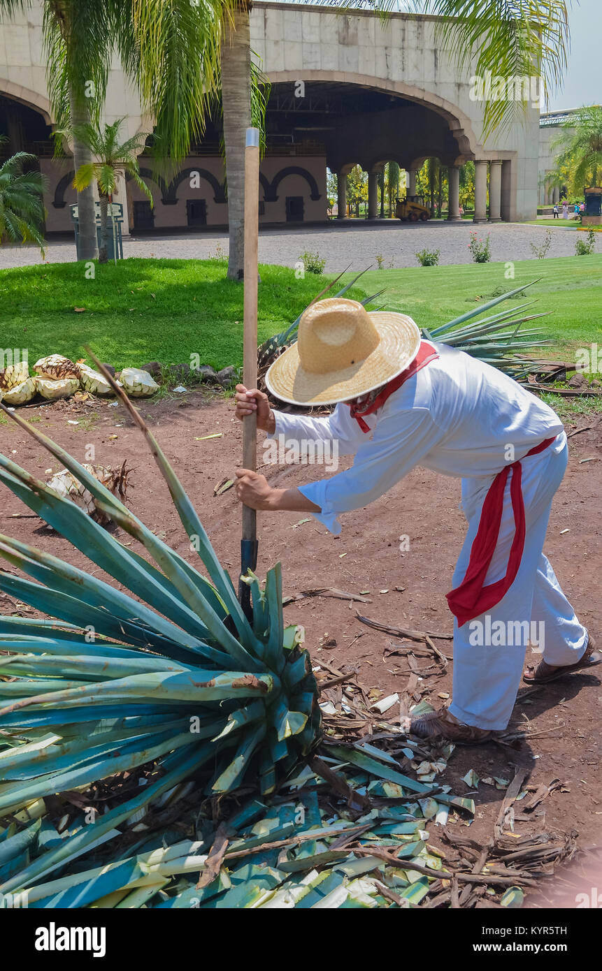 Blue Agave plant being harvested and cut, prepared for the production ...