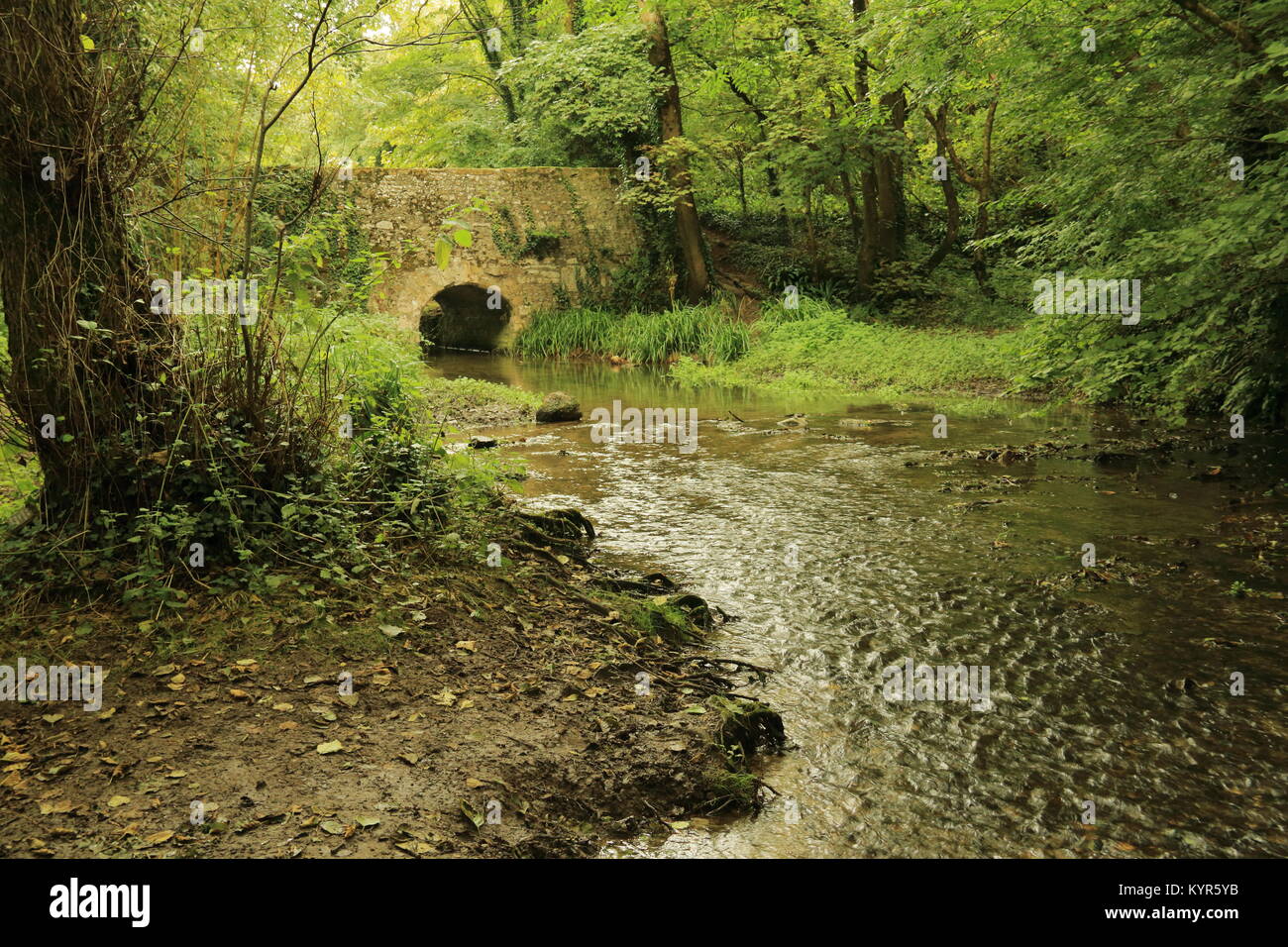 River Piddle,Cerne Abbas,Dorset,UK Stock Photo - Alamy