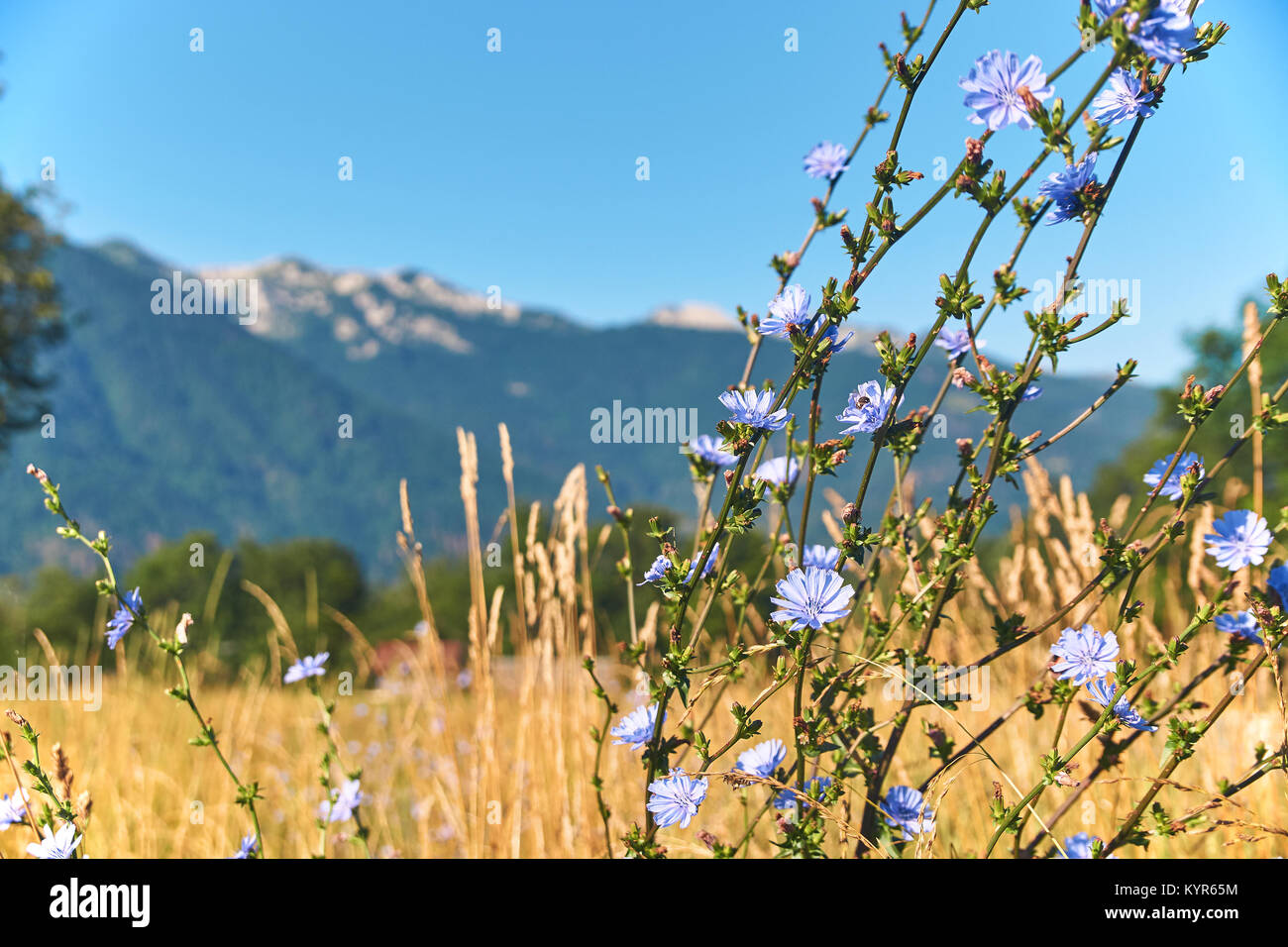 Blue chicory flowers on mountains background in European alps Stock ...