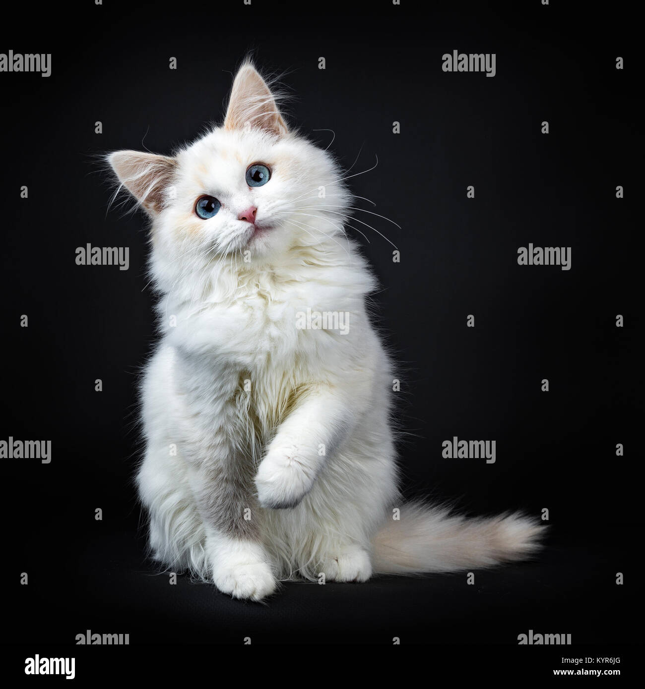 Cat tilted head hi-res stock photography and images - Alamy