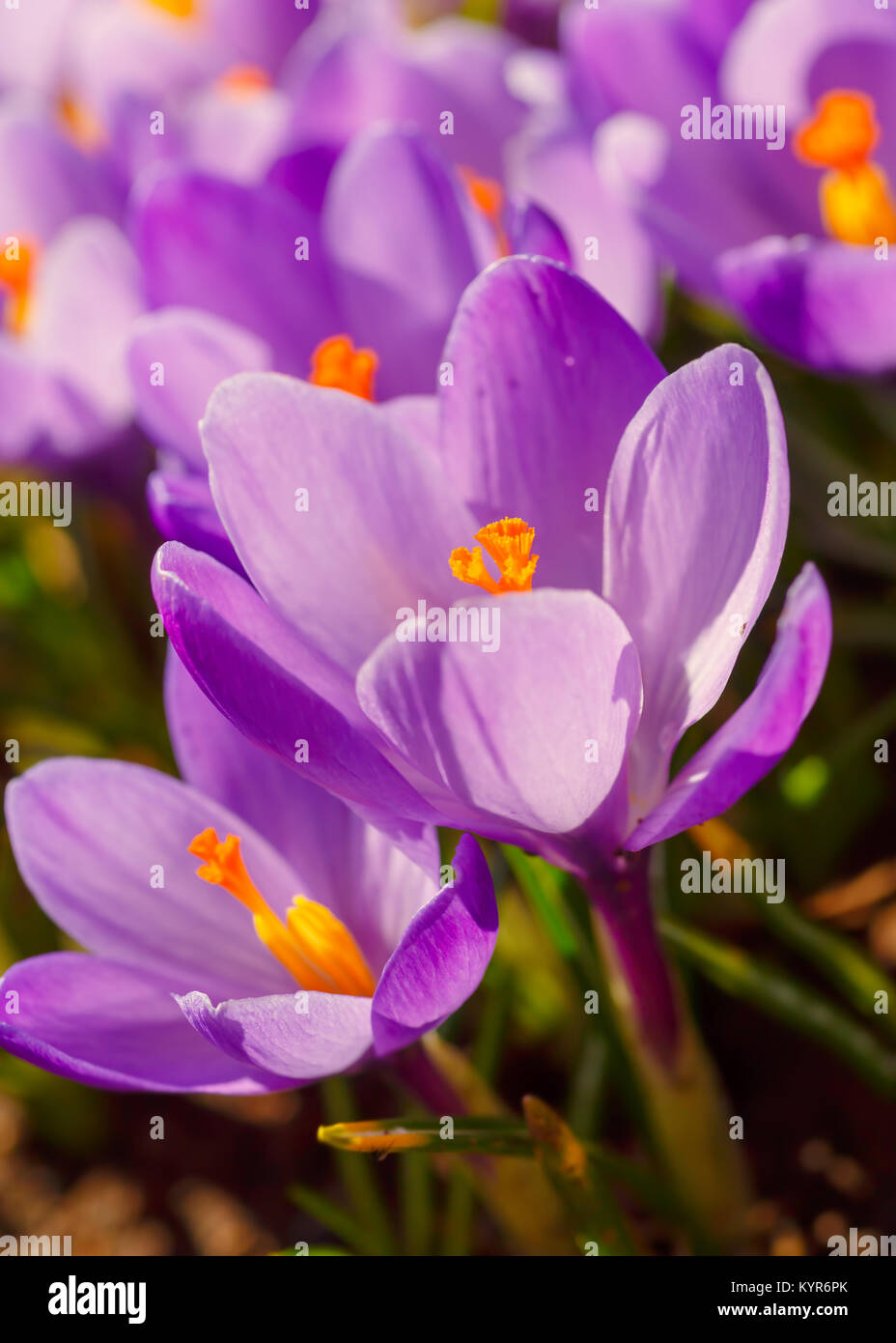 Colorful crocus in the spring garden Stock Photo - Alamy