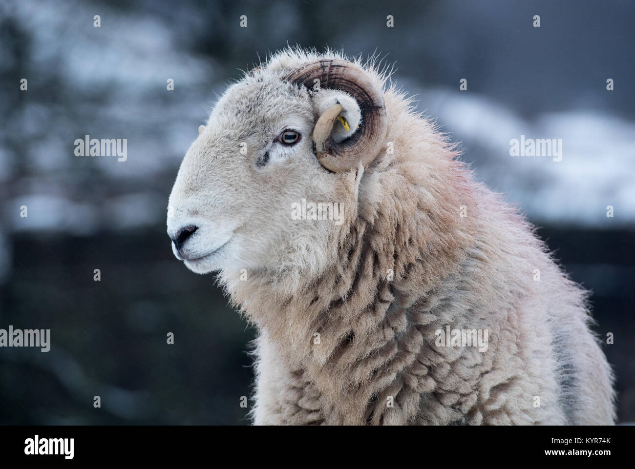 Herdwick sheep, traditional hill breed from Cumbria, in snowy weather ...