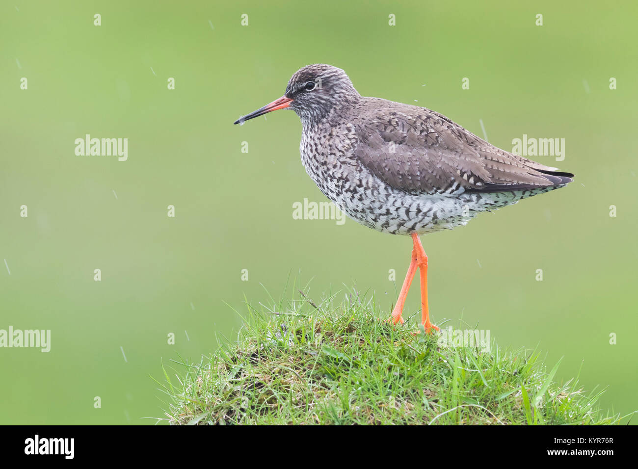 Trampoliere hi-res stock photography and images - Alamy