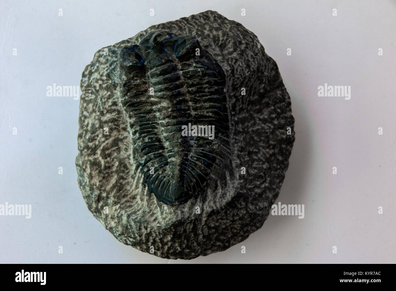 Trilobite trilobita hi-res stock photography and images - Alamy
