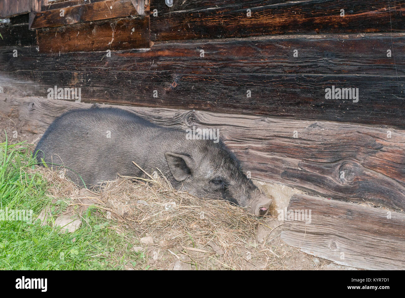Pot-bellied pig outside of an old hog house Stock Photo - Alamy