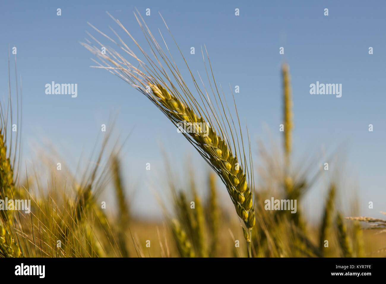 The rye crop against a blue sky Stock Photo - Alamy