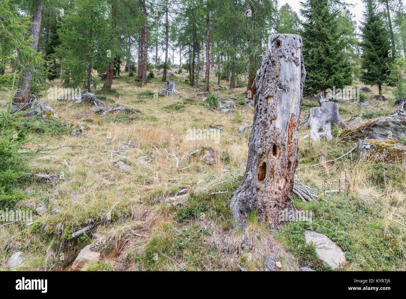 Old rotten tree trunk in the mountains Stock Photo - Alamy