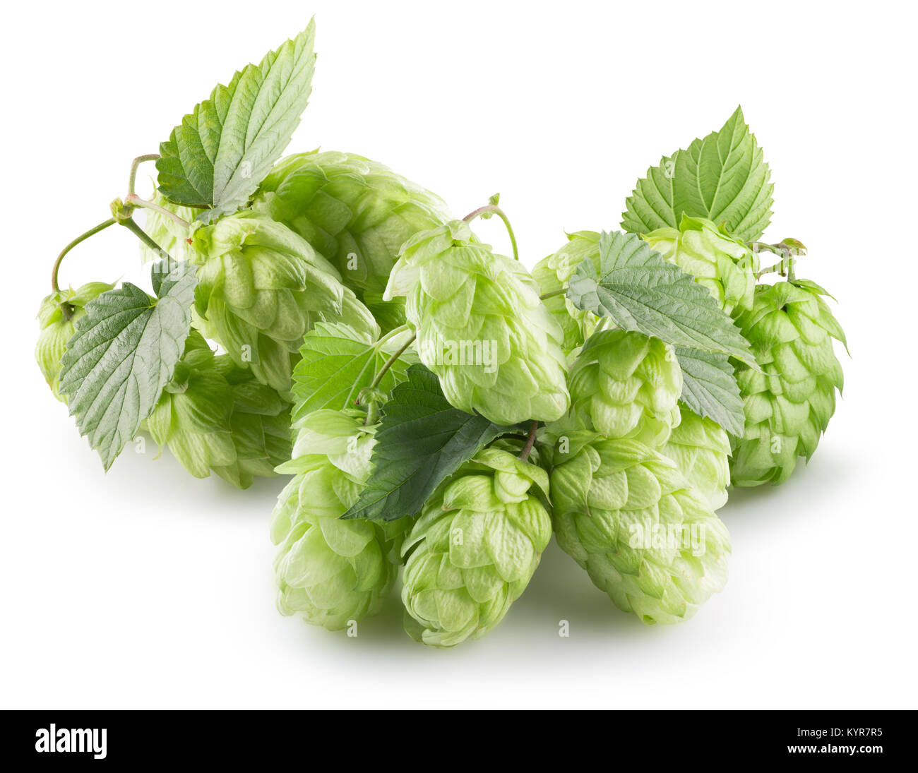 Food fresh green hops Cut Out Stock Images & Pictures - Alamy
