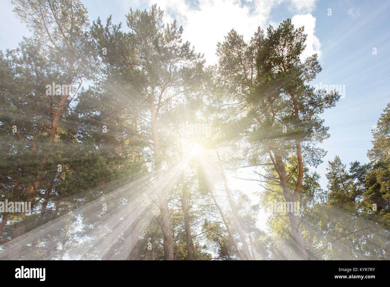 Sun ray beam through the tree branches Stock Photo - Alamy