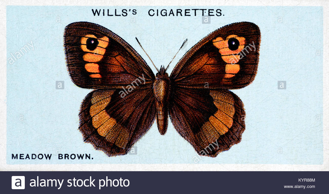 Meadow brown isolated hi-res stock photography and images - Alamy