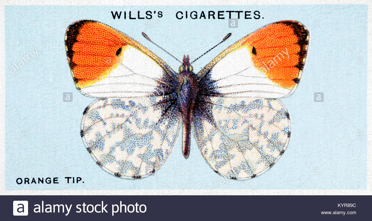 Orange Tip Butterfly